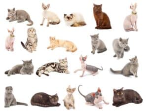 Wie Viele Katzenrassen Gibt Es